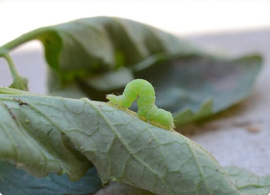 Rupsen bestrijden - Dr. Botani