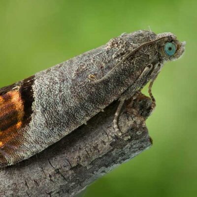 Fruitmot bestrijden - Dr. Botani