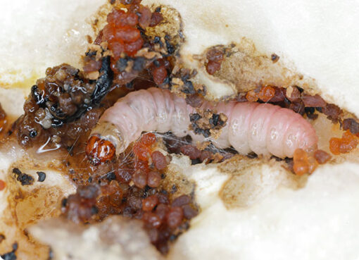 Fruitmot bestrijden - Dr. Botani