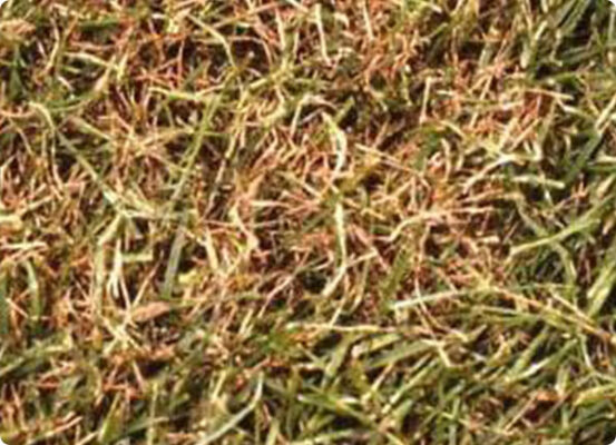 Alles over stikstof voor gazon - Dr. Botani