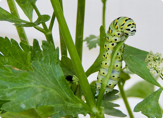 Rupsen bestrijden - Dr. Botani