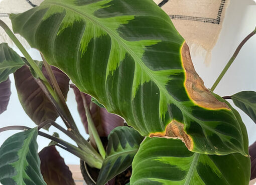 Bruine bladeren in je plant - Dr. Botani