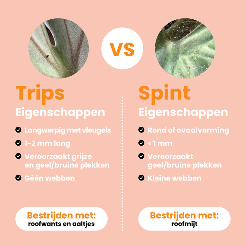 Trips of spint? Dit zijn de verschillen! - Dr. Botani