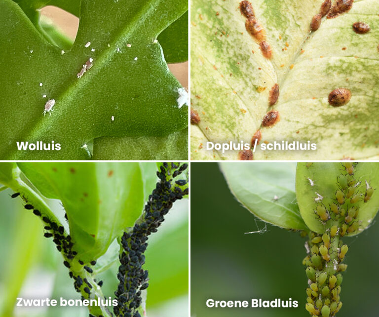Wolluis bestrijden in je kamerplant